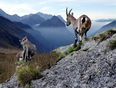 Switzerland Wildlife - Top Destinations For Tourists